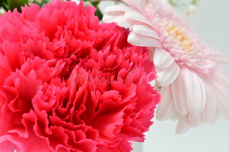 Mooie bloem. (Anjer) stock afbeelding. Image of vrij - 27570817