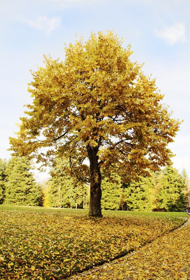 Mooie boom stock afbeelding. Image of bomen, nave, verticaal - 25792827