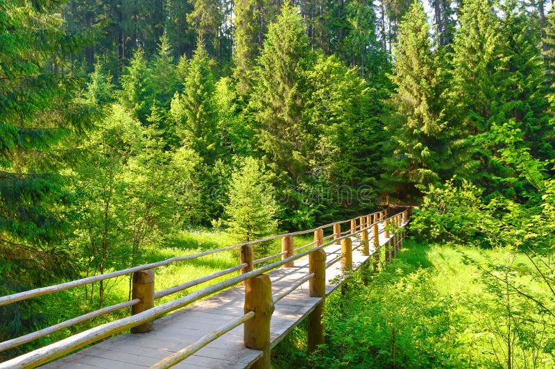 Mooie Brug in Het Bos Met Stralen Van Zon Stock Foto - Image of bomen ...