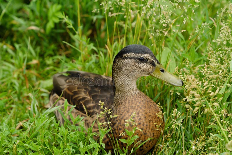 Mooie Bruine Eend in Groene Grasmening Stock Afbeelding - Image of ...