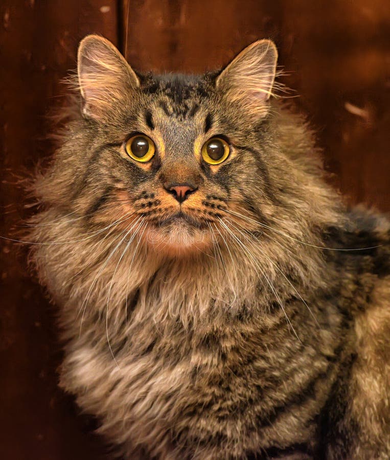 Mooie Bruine Siberische Kat Stock Foto - Image of makreel, poot: 101688142