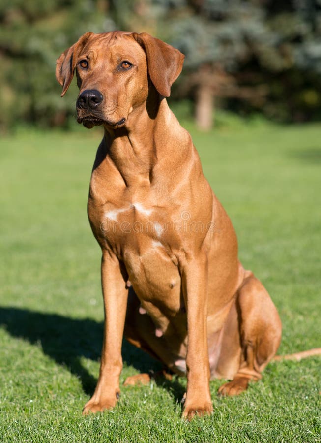 Mooie De Hondzitting Van Rhodesian Ridgeback Buiten Stock Foto - Image ...