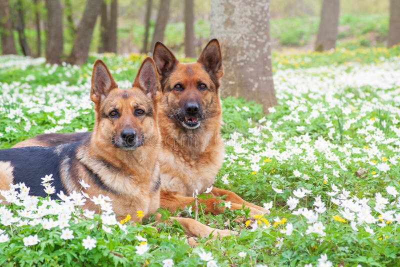 Mooie duitse herdershonden stock foto. Image of gras - 161109210