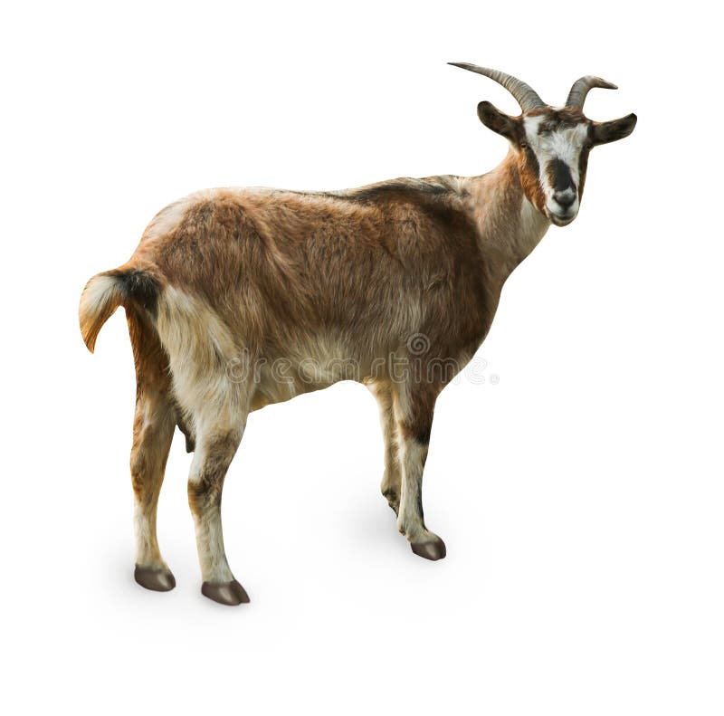 Een Mooie Geit Met Een Baard En Grote Ronde Hoorns Die Grazen in De ...