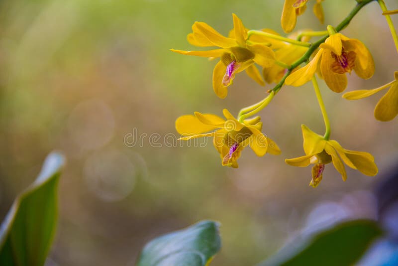 Mooie Gele Bloem Wilde Orchidee Stock Foto - Image of wild, geel: 60673986