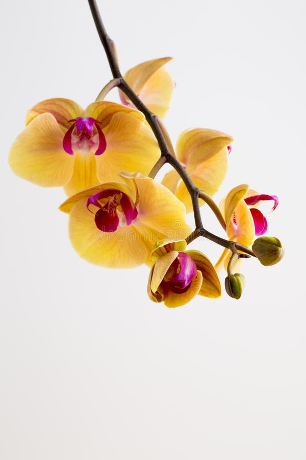 Mooie Gele Orchidee Op De Witte Achtergrond Stock Foto - Image of ...