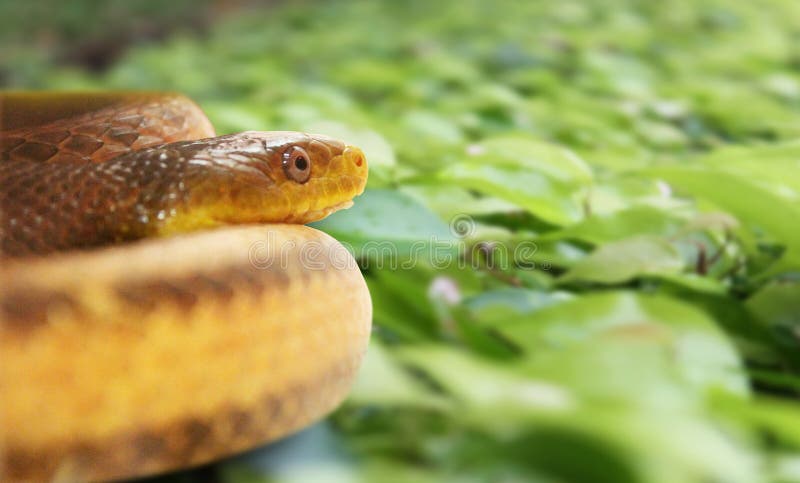 Gele Rattenslang in Een Boom Stock Foto - Image of boom, wild: 51099104