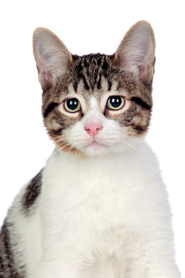 Het Mengen-ras Bevlekte Zwart-witte Kat Stock Foto - Image of huisdier ...