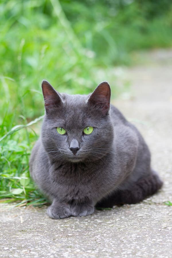 Mooie Grijze Kat Met Groene Ogen Stock Afbeelding - Image of groen ...