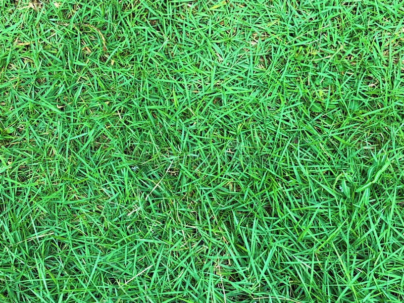 Mooie groene grassen stock foto. Image of zeldzaam, daling - 126375822