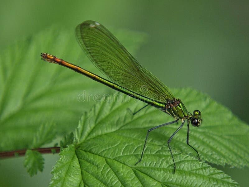Mooie Groene Libel Op Een Blad Stock Afbeelding - Image of macro, draak ...