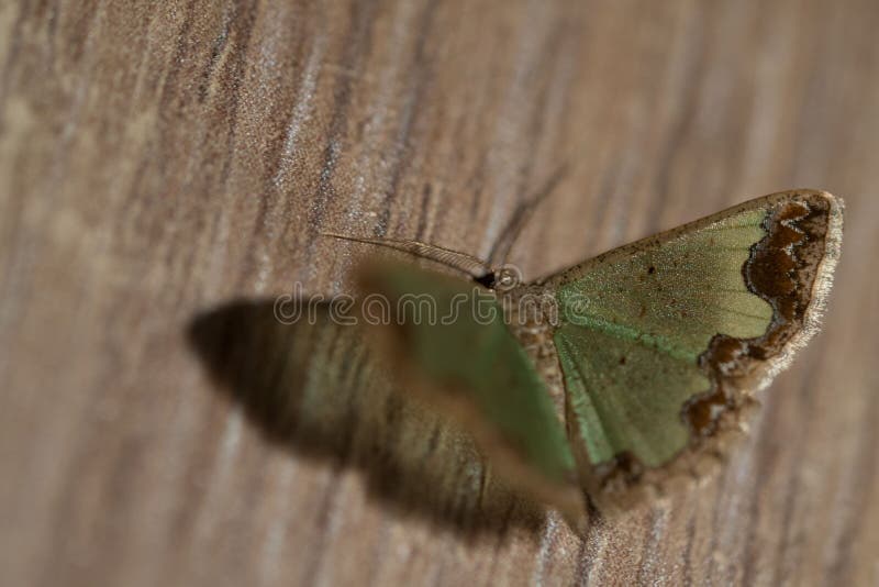 Groen Motteninsect Met Vleugels Bij Het Witte Huis Opruimen Met Licht ...