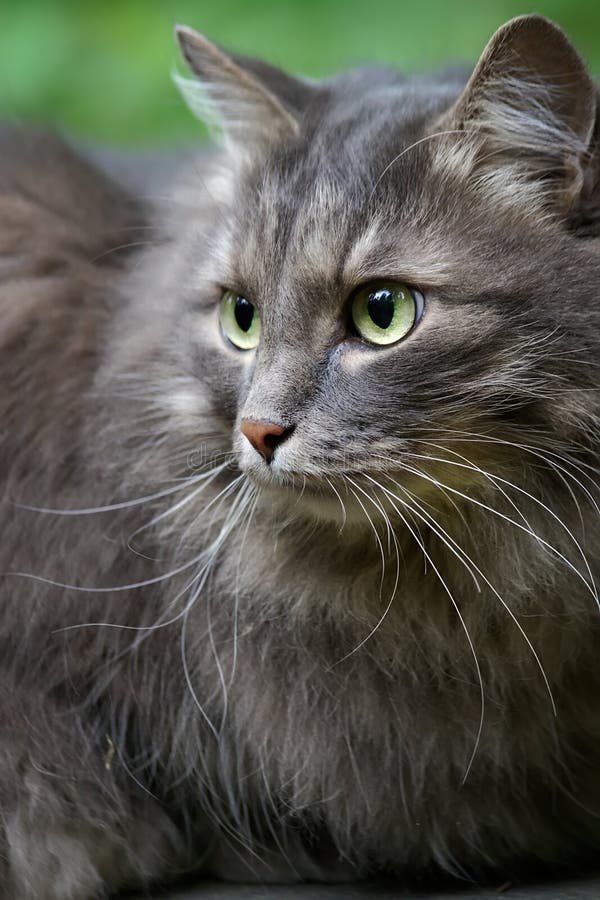 Mooie Grote Grijze Kat Met Groene Ogen Stock Afbeelding - Image of ...