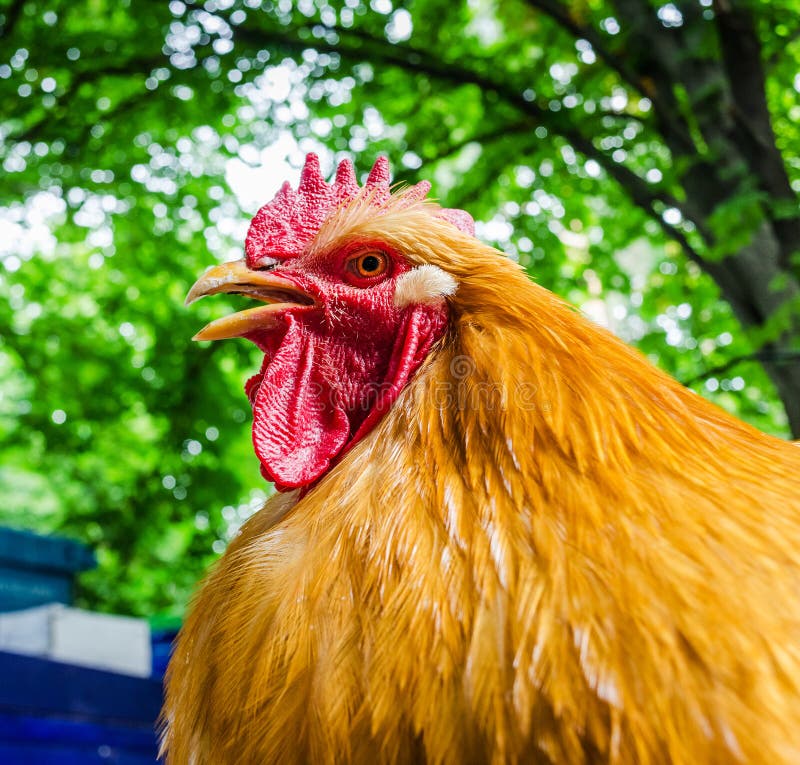 Een mooie haan stock afbeelding. Image of groen, dier - 25900775