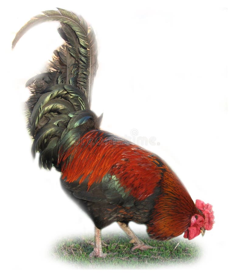 Mooie haan stock foto. Image of dorp, vleugel, roodbaars - 776226