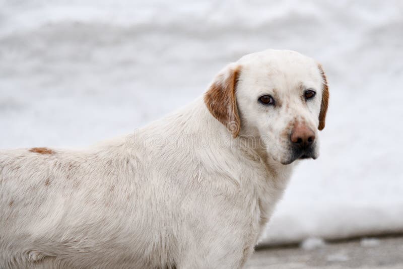 Mooie hond in de sneeuw stock foto. Image of vorst, rauw - 86360006