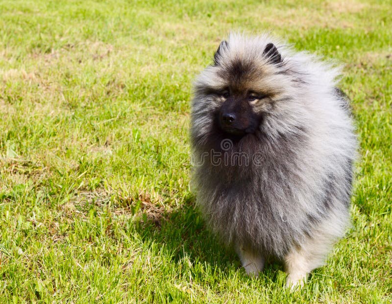 Keeshound, Keeshond, Keeshonden-Hond Duitse Spitz Stock Afbeelding ...