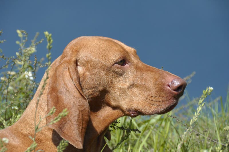 Volwassen Hond Vizsla Met Een Puppy Stock Afbeelding - Afbeelding ...