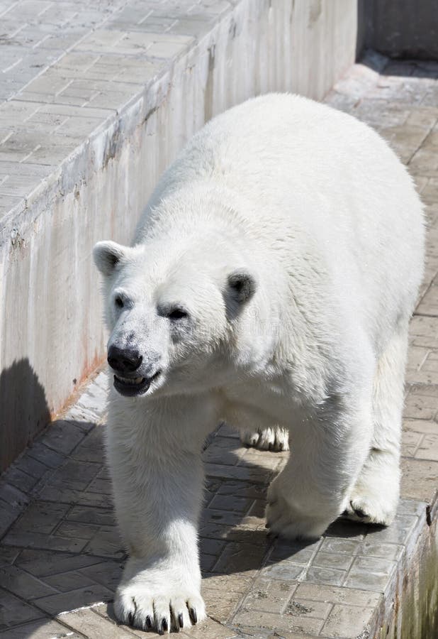 Ijsbeer Die Zich Op Zijn Achterste Benen Bevinden. Stock Foto - Image of gedrag, dier: 33427858