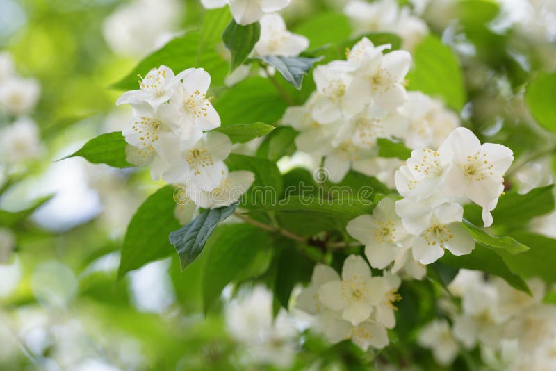 Mooie Jasmijn Witte Bloemen Stock Afbeelding - Image of jasmijn, tuin ...