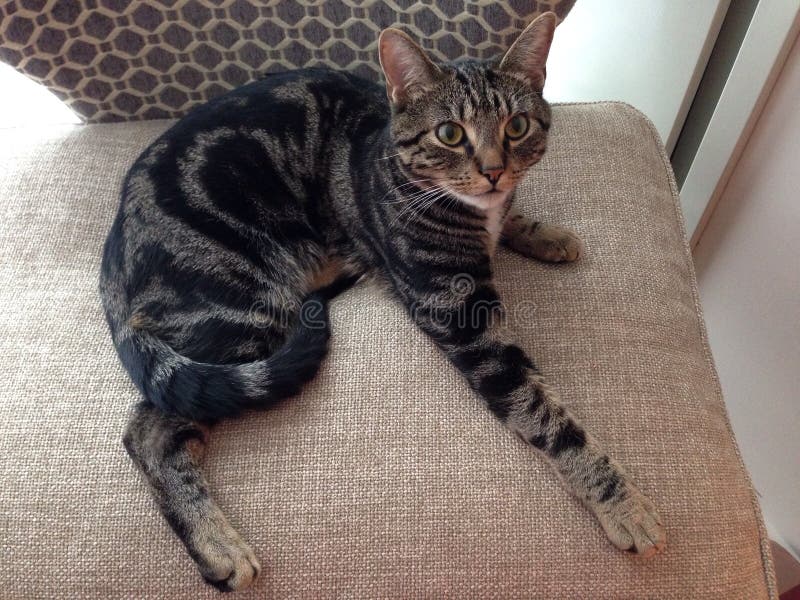 Mooie jonge kat stock afbeelding. Image of humeur, uitziend - 52553723