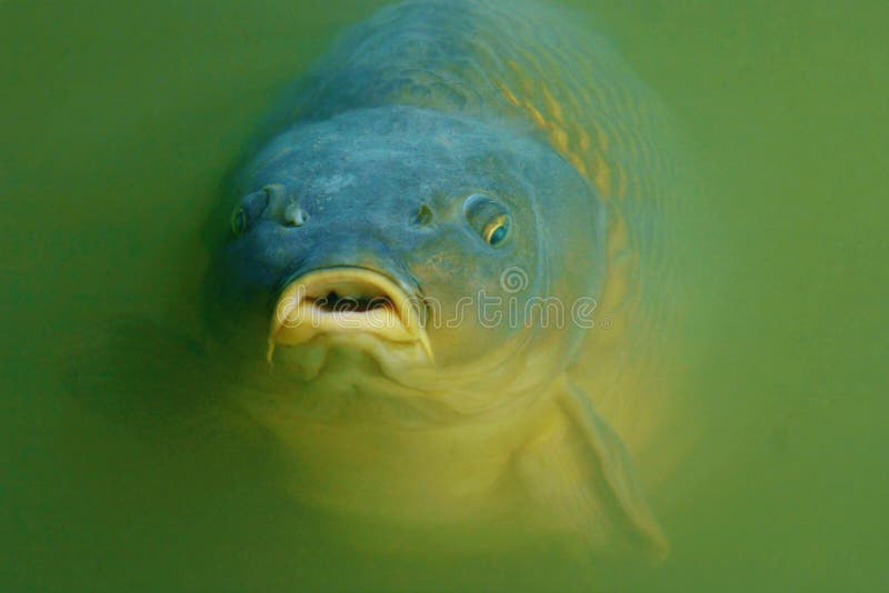 Mooie Karper stock foto. Image of openlucht, visserij - 6834300