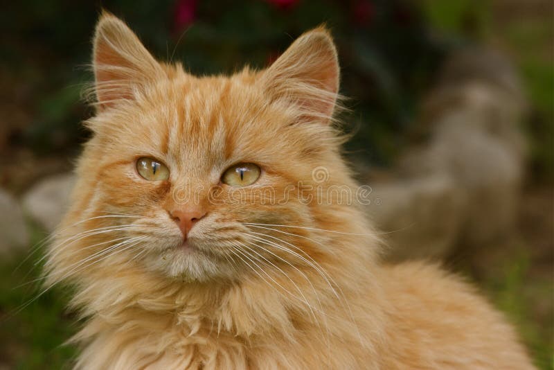 Mooie Munchkin-Kat stock afbeelding. Image of klein, kleur - 98552923