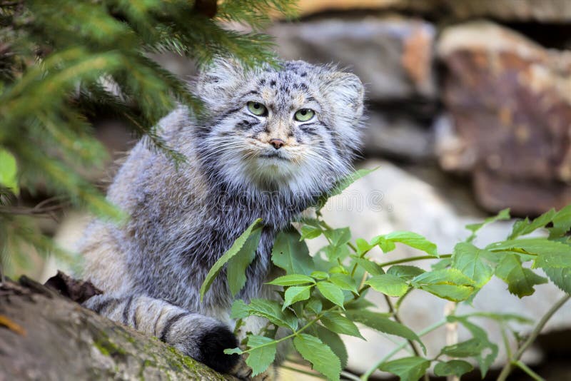 Mooie Kat, Kat Pallas, Otocolobus Manul Stock Afbeelding - Image of ...