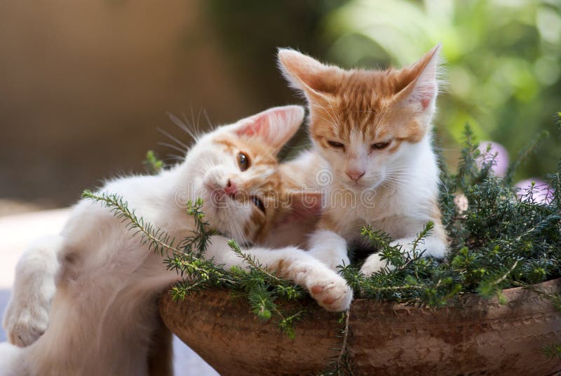 Mooie Katten stock foto. Image of binnenlands, behendig - 27639846