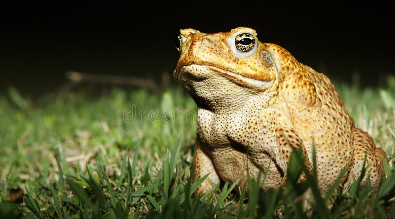 Mooie Kikker Met Verbazende Gele Ogen Stock Foto - Image of helder ...
