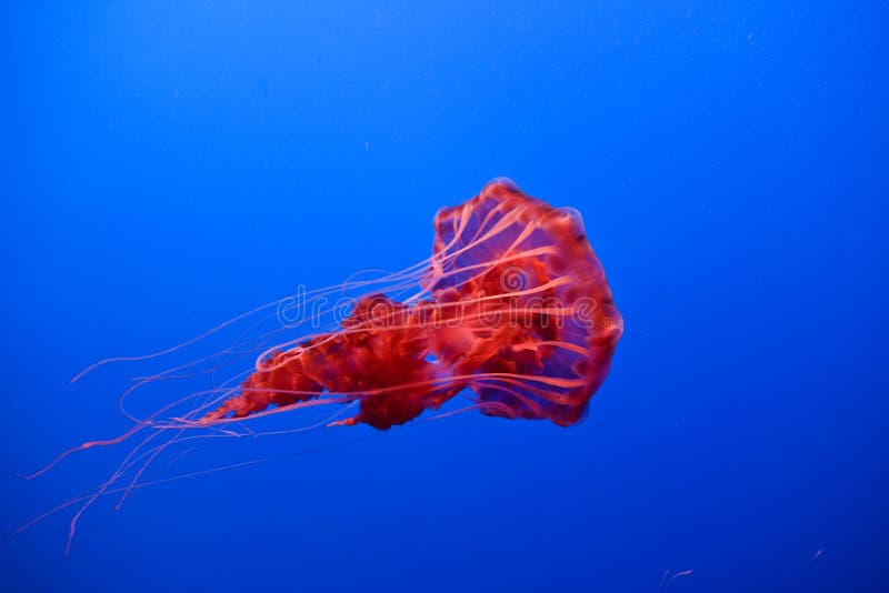 Mooie Kwallen stock afbeelding. Image of steek, overzees - 19592409