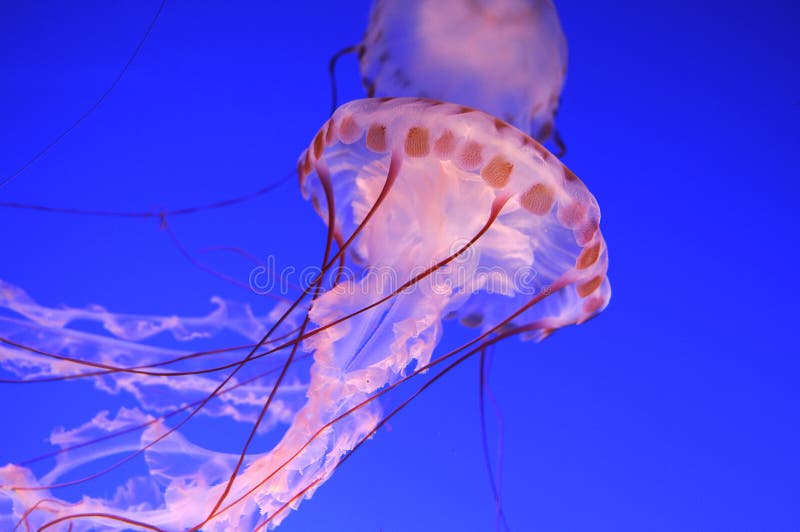 Prachtige kwallen stock foto. Image of vlotter, ontspan - 23495894