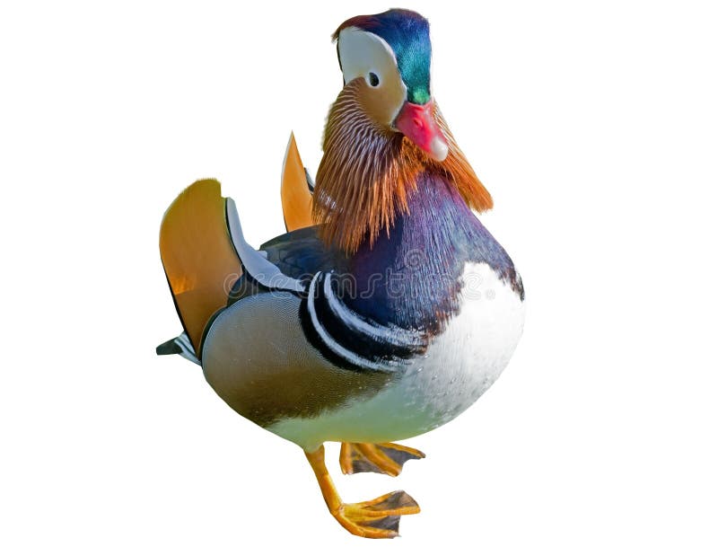 Mooie mannelijke eend stock afbeelding. Image of eend - 80444129