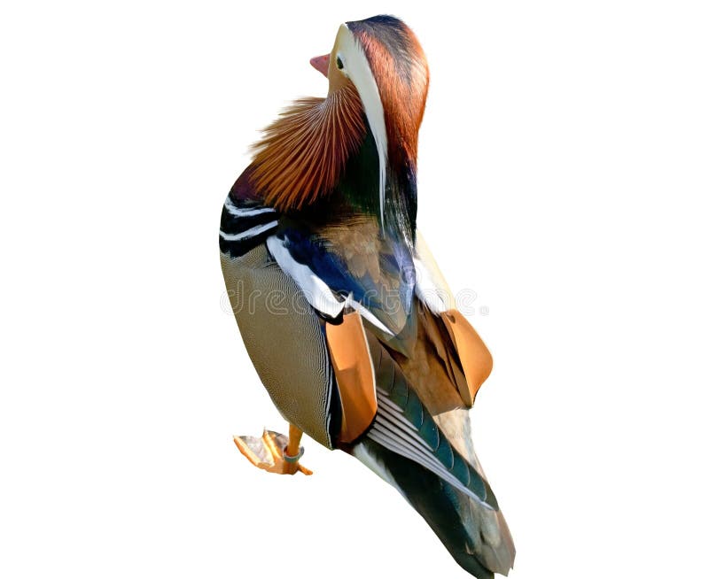 Mooie mannelijke eend stock afbeelding. Image of eend - 80874455