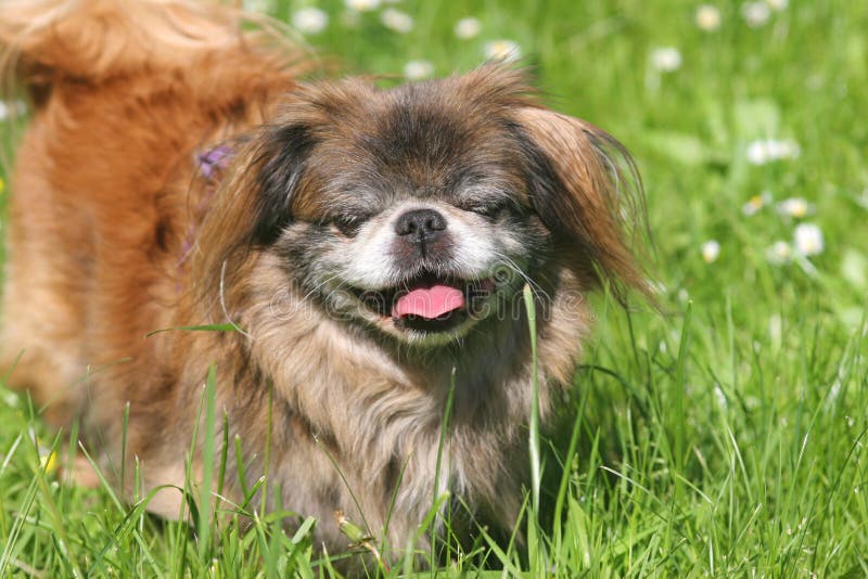 Mooie Pekinees stock afbeelding. Image of zoogdier, neus - 5268831