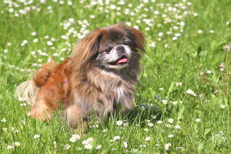 Mooie Pekinees stock afbeelding. Image of openlucht, zoogdier - 5269033