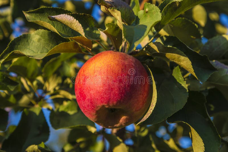 Mooie Rode Appel Op Een Boom Stock Afbeelding - Afbeelding bestaande ...