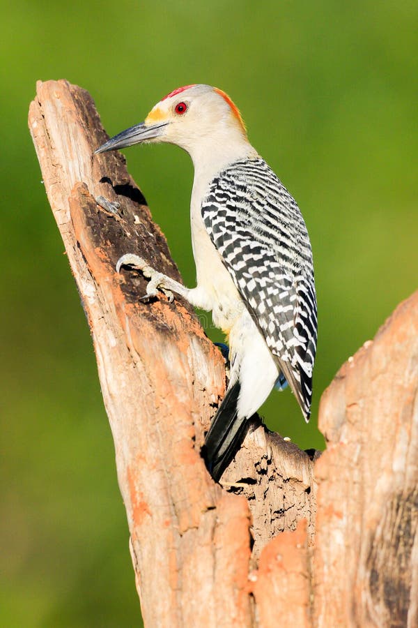 Het Rode Bekroonde Specht Pikken Voor Insecten Stock Afbeelding - Image ...