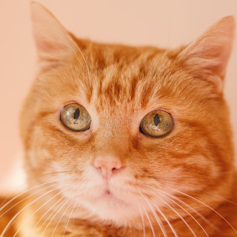 Mooie rode kat stock foto. Afbeelding bestaande uit aardig - 70118948