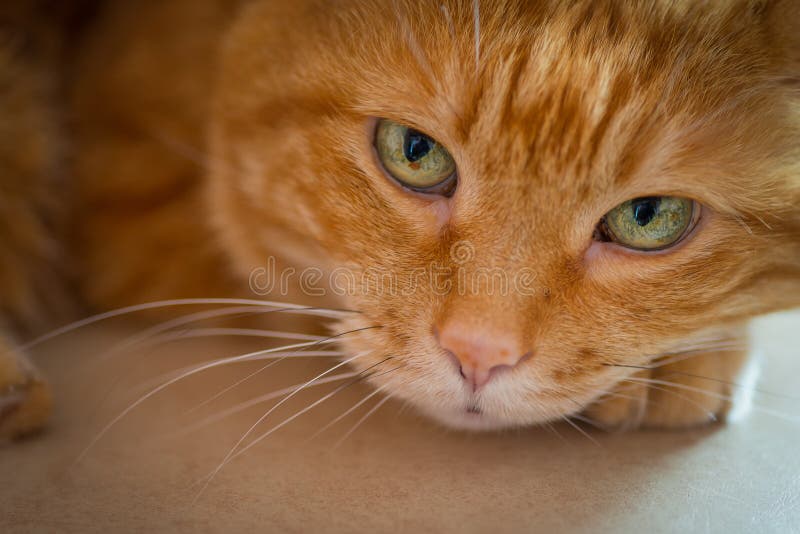 Mooie rode kat stock foto. Image of harig, samenvatting - 70118948