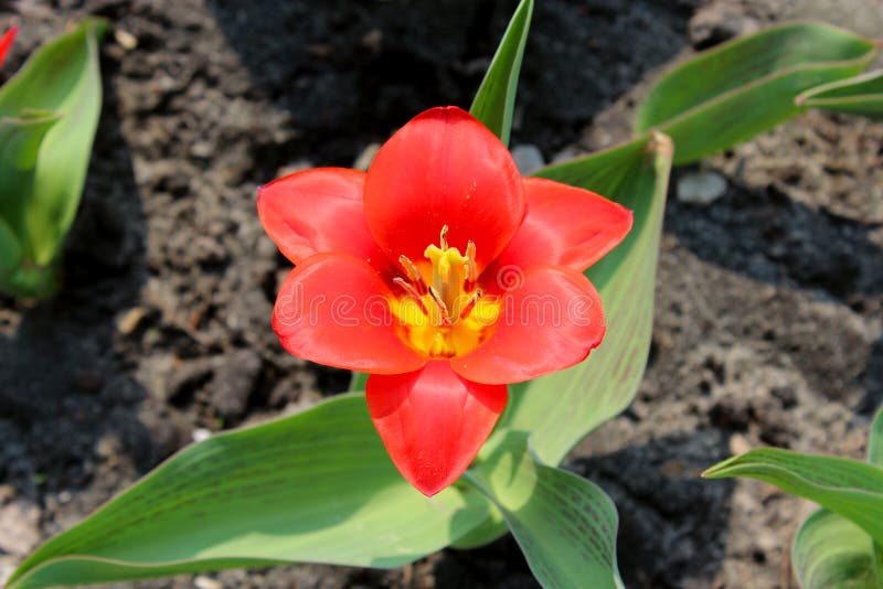 Mooie Rode Tulp stock foto. Image of bloei, bloesem, tuin - 51380200