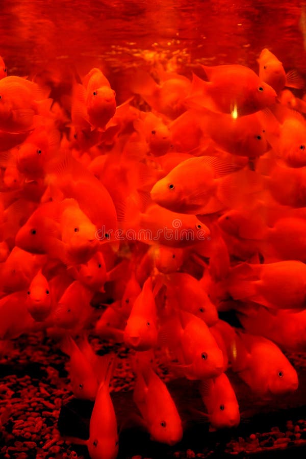 Mooie Rode Vissen stock foto. Image of wetenschap, technologie - 6982484