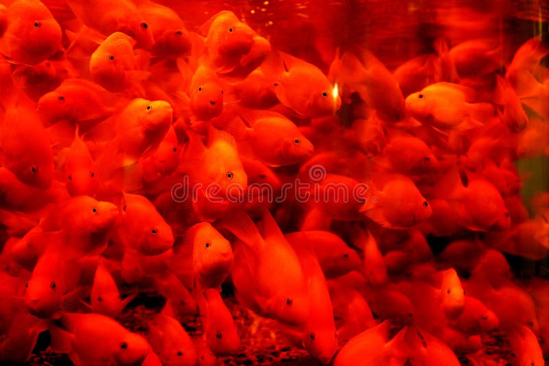 Mooie Rode Vissen stock afbeelding. Image of reiniging - 6982487
