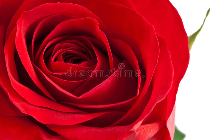 Mooie rood nam op wit toe stock afbeelding. Image of bloesem - 13367401