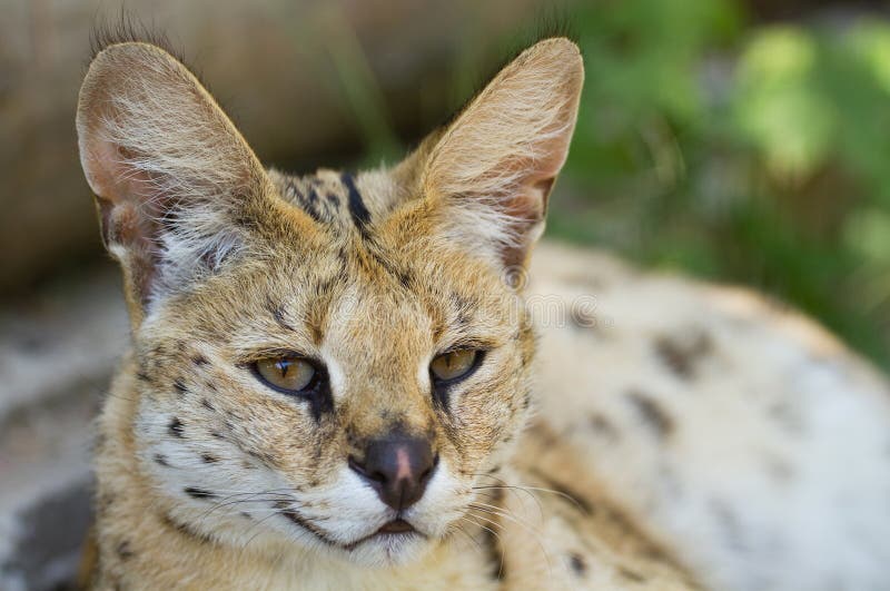 Boze Wilde Kat Serval stock foto. Image of katachtig - 12589318