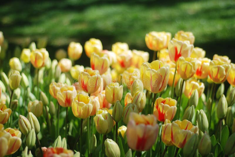 Mooie tulpen in een park stock foto. Image of bloemen - 118244222