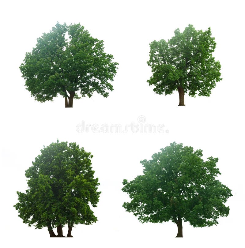 Mooie vier groene bomen stock foto. Image of doorbladert - 85755232