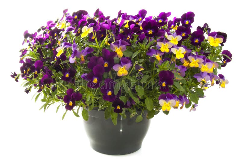 Viooltjes in groene gieter stock foto. Image of roze - 25418168