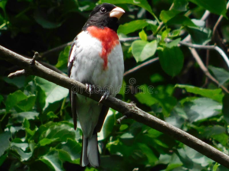 Mooie vogel met rode borst stock foto. Afbeelding bestaande uit bossen ...