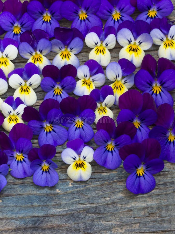 Mooie wilde viooltjes stock afbeelding. Image of plantkunde - 52787857